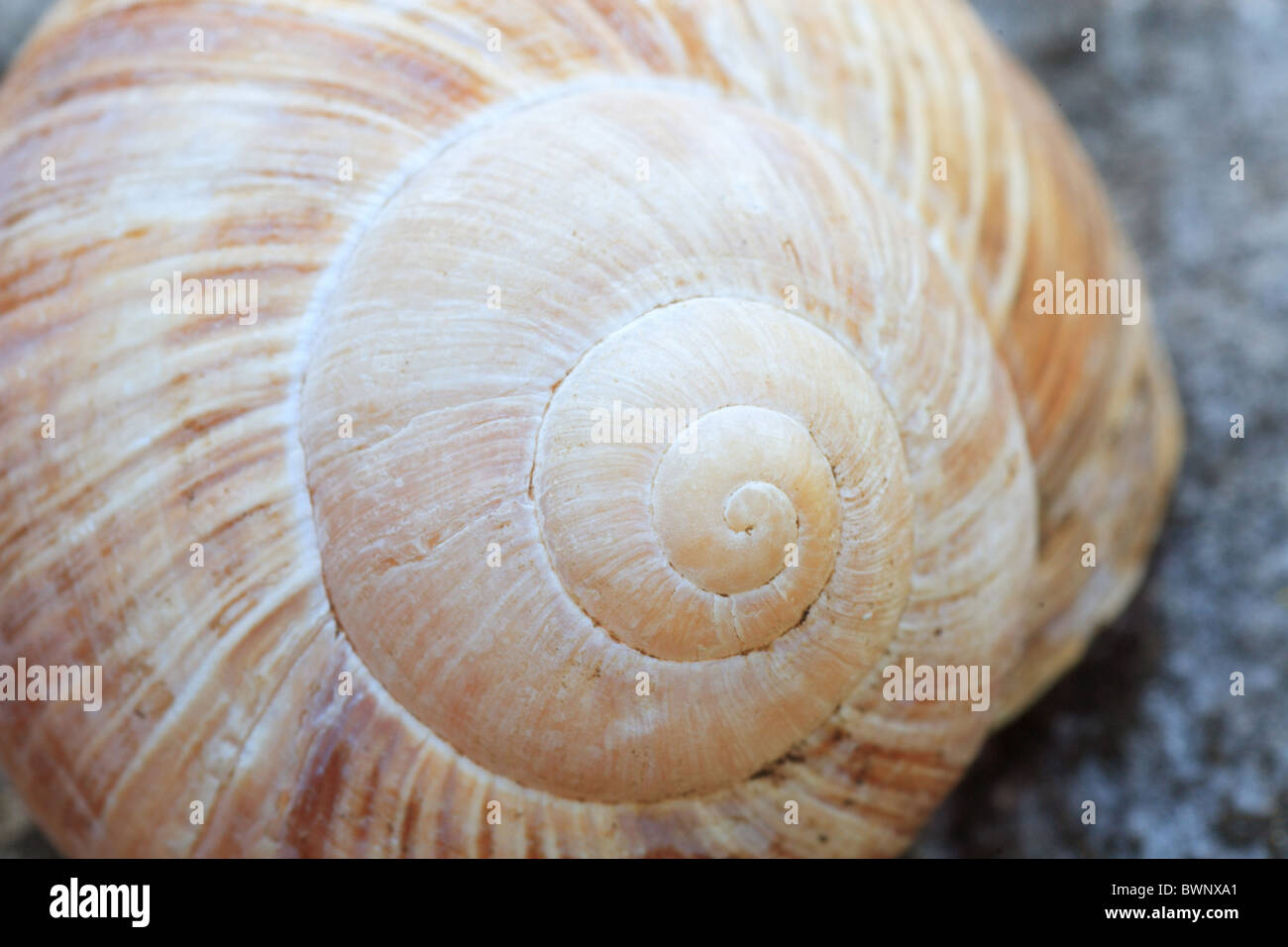 Empty snail shell hi-res stock photography and images - Alamy