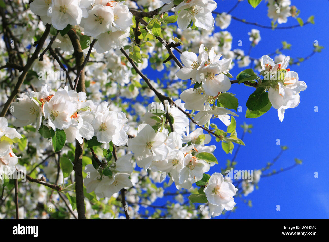 Apple Tree Detail Close-up Blossom Blossoms White Branch Branches Fruit ...