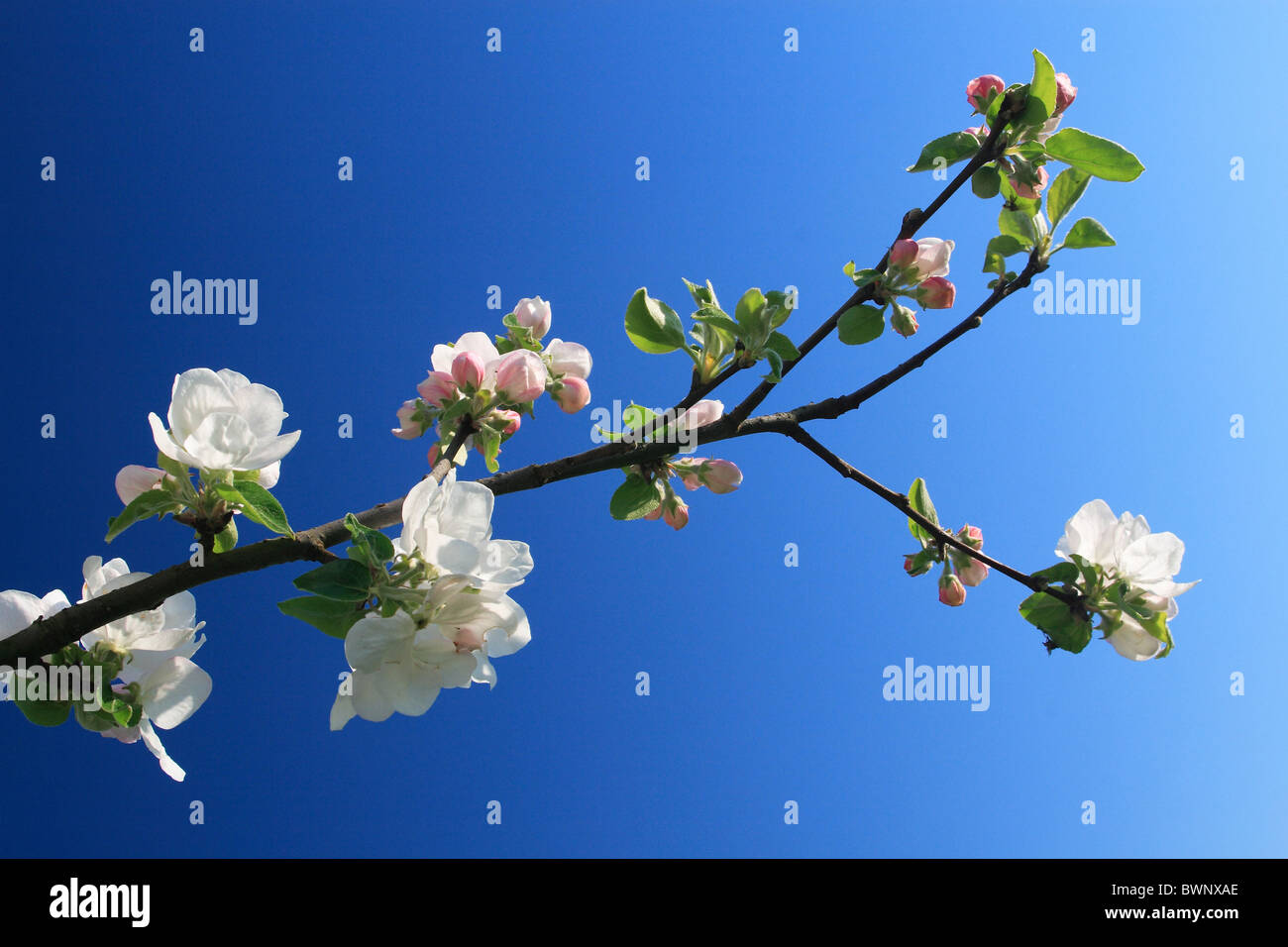 Apple Tree Detail Close-up Blossom Blossoms White Branch Branches Fruit ...