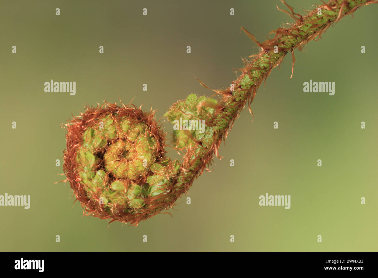 Fern frond Ferns Plant Detail Close-up Nature Rolled-up Sapling Bernese ...
