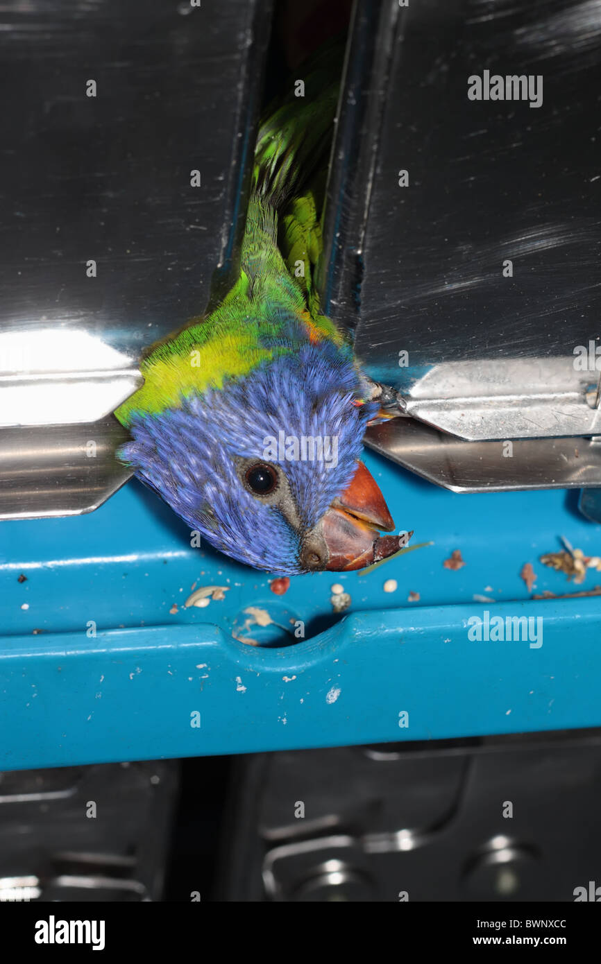 Stuck bird hi-res stock photography and images - Alamy