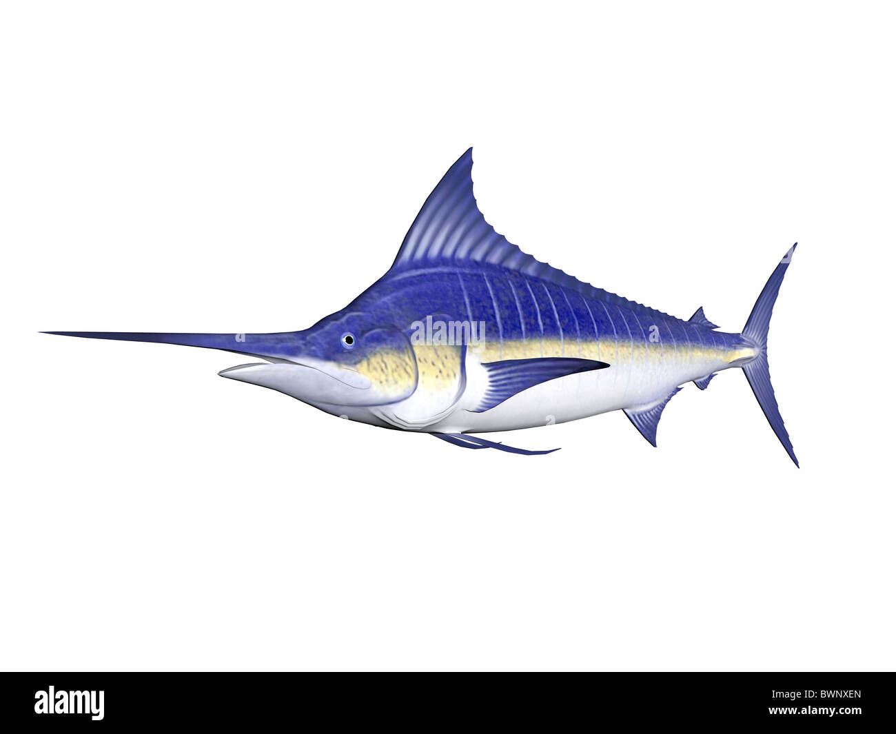 3D illustration of a blue Marlin Stock Photo - Alamy