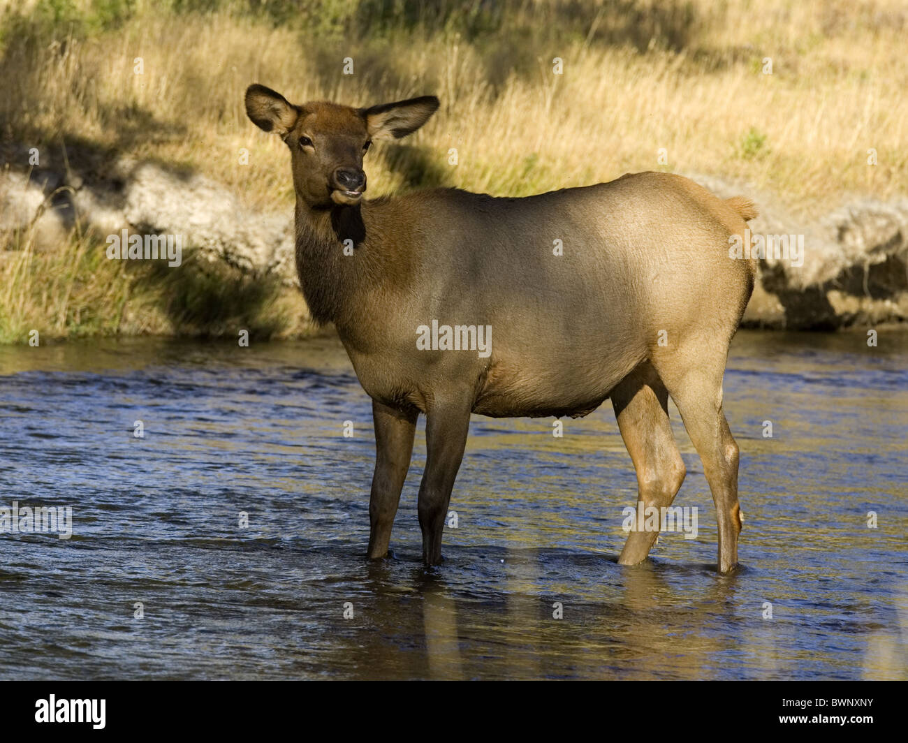 Young elk standing in madison river hi-res stock photography and images ...