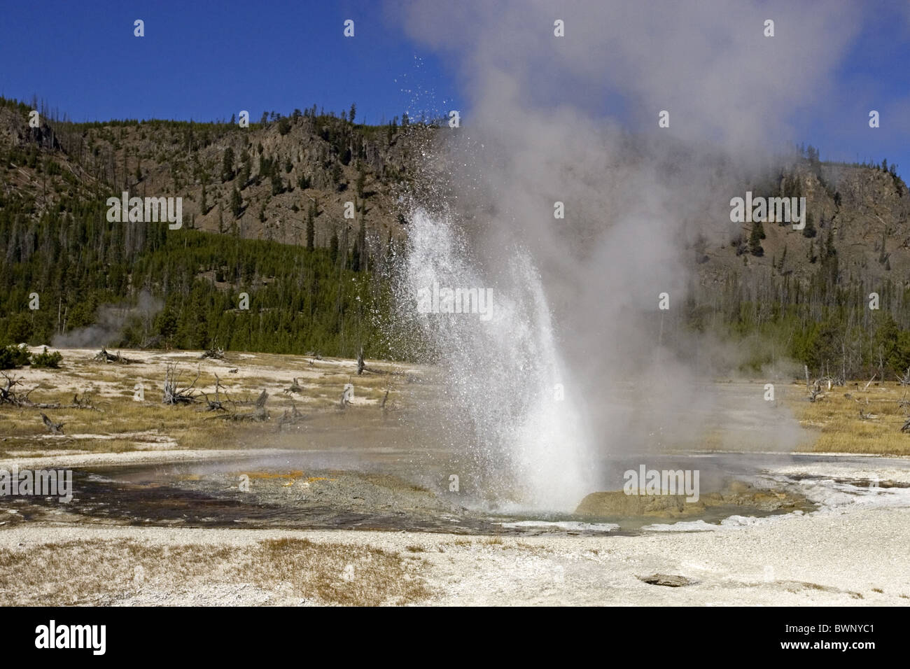 Jewel Geyser erupting, Upper Geyser Basin, Yellowstone Stock Photo - Alamy