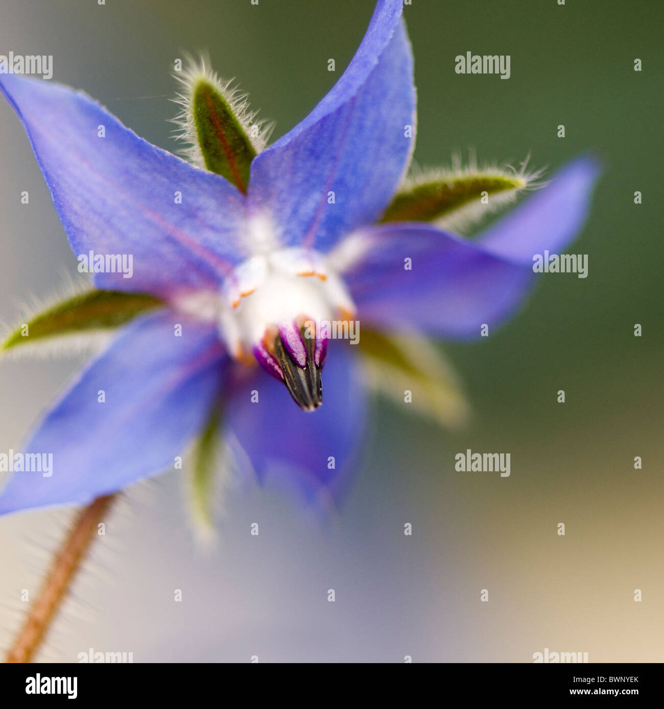 Close-up of the blue Borage flower - Starflower - Borago officinalis ...
