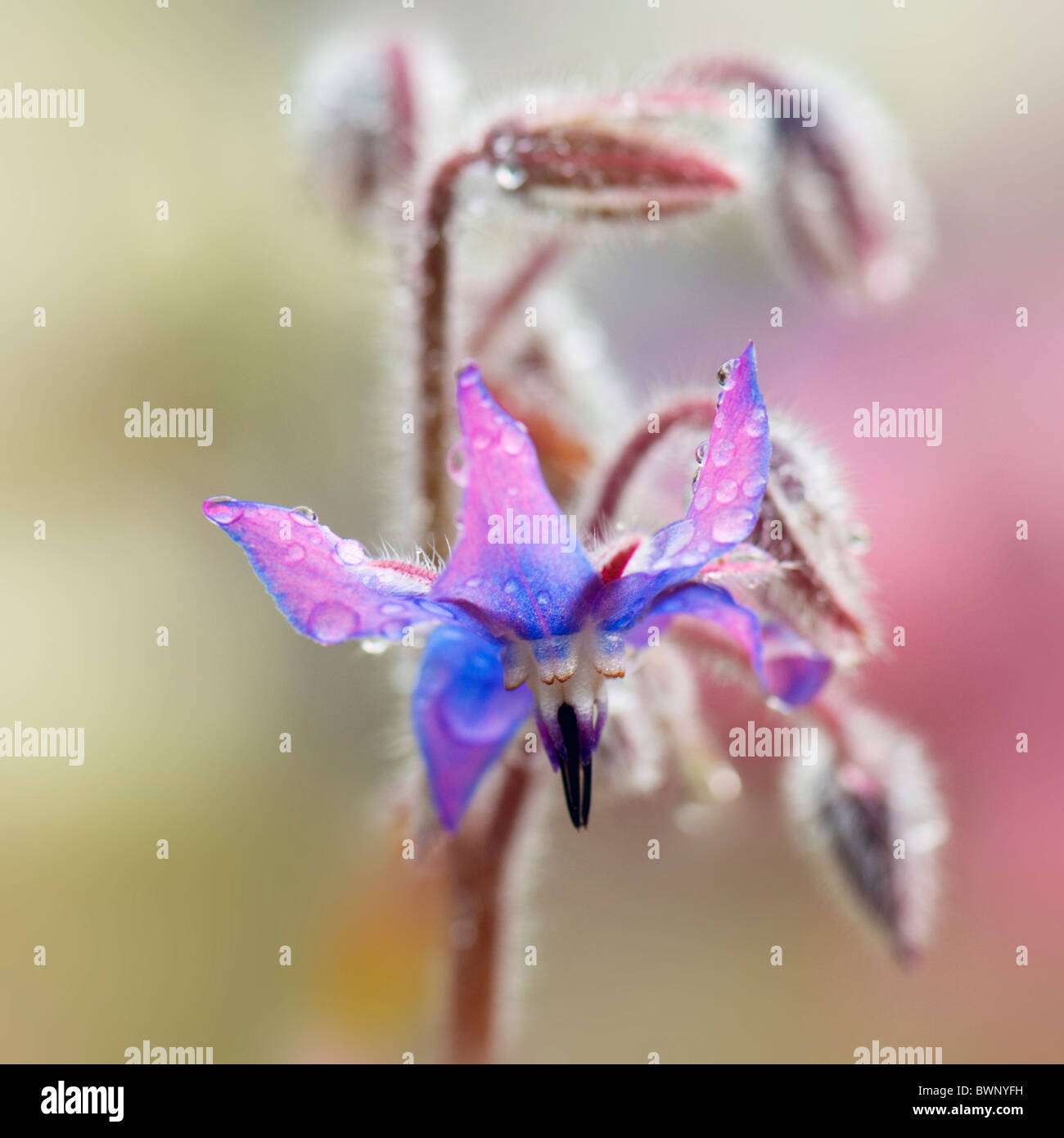 Close-up of the blue Borage flower - Starflower - Borago officinalis ...