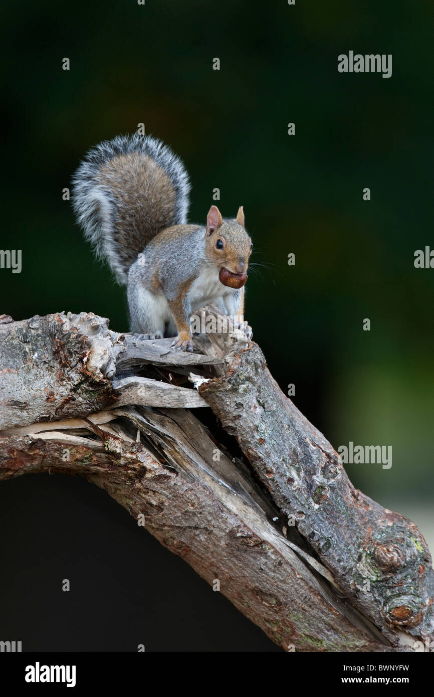 Grey Squirrel collecting nuts, sitting on a broken branch Stock Photo ...
