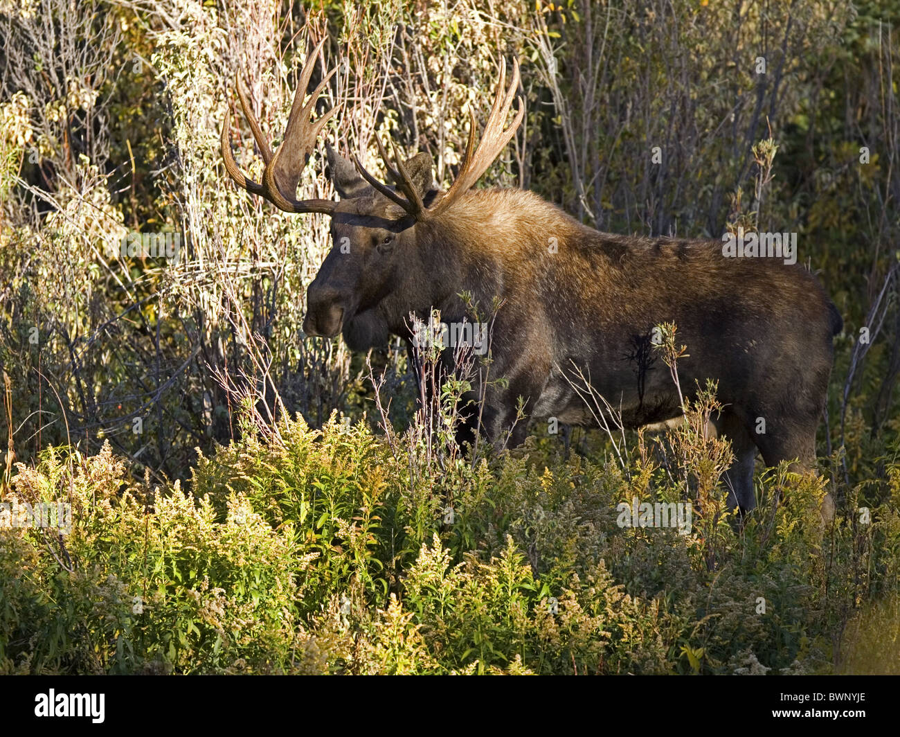 Bull moose in woodland, Grand Tetons Stock Photo - Alamy