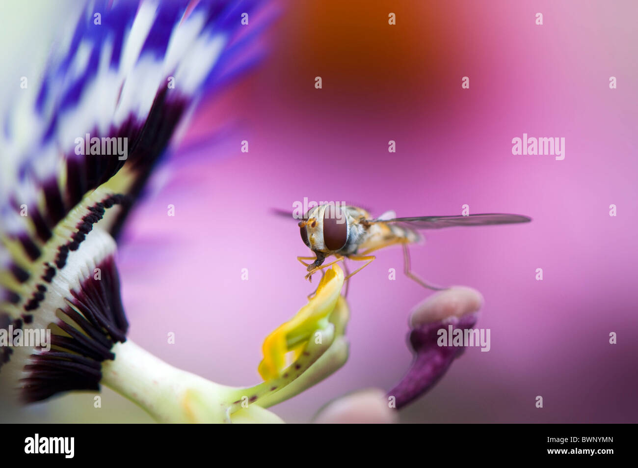 A single hover fly - flower fly or syrphid fiy collecting pollen from a ...