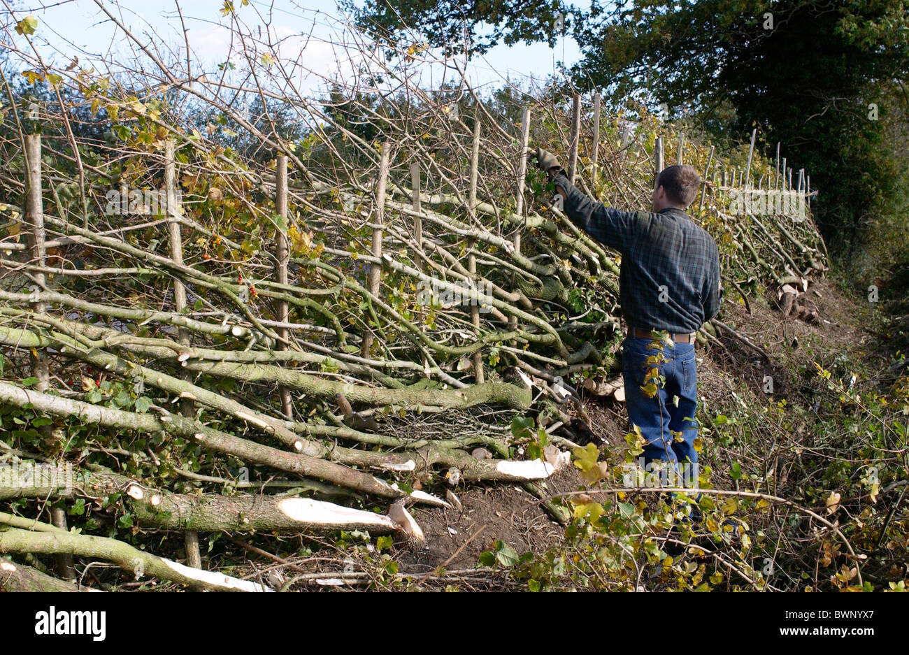 Man constructing a traditional natural woven hedge at the National ...