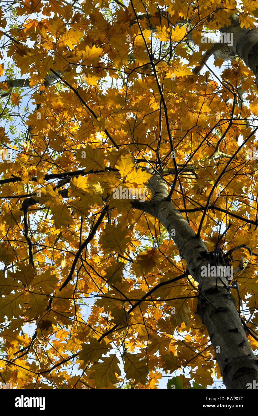 Red oak tree hi-res stock photography and images - Alamy