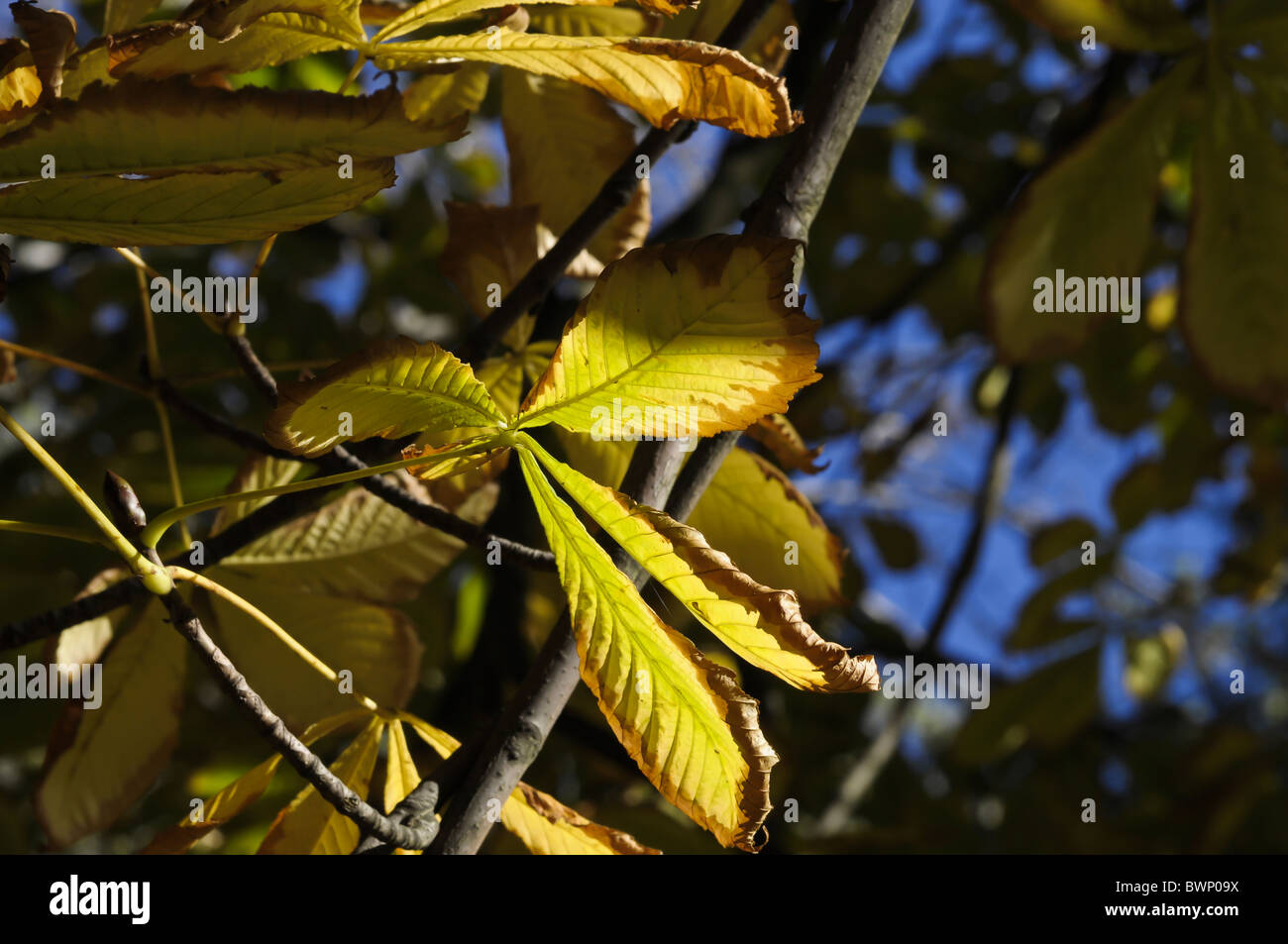 Horse chestnut tree with Autumn leaves Stock Photo - Alamy