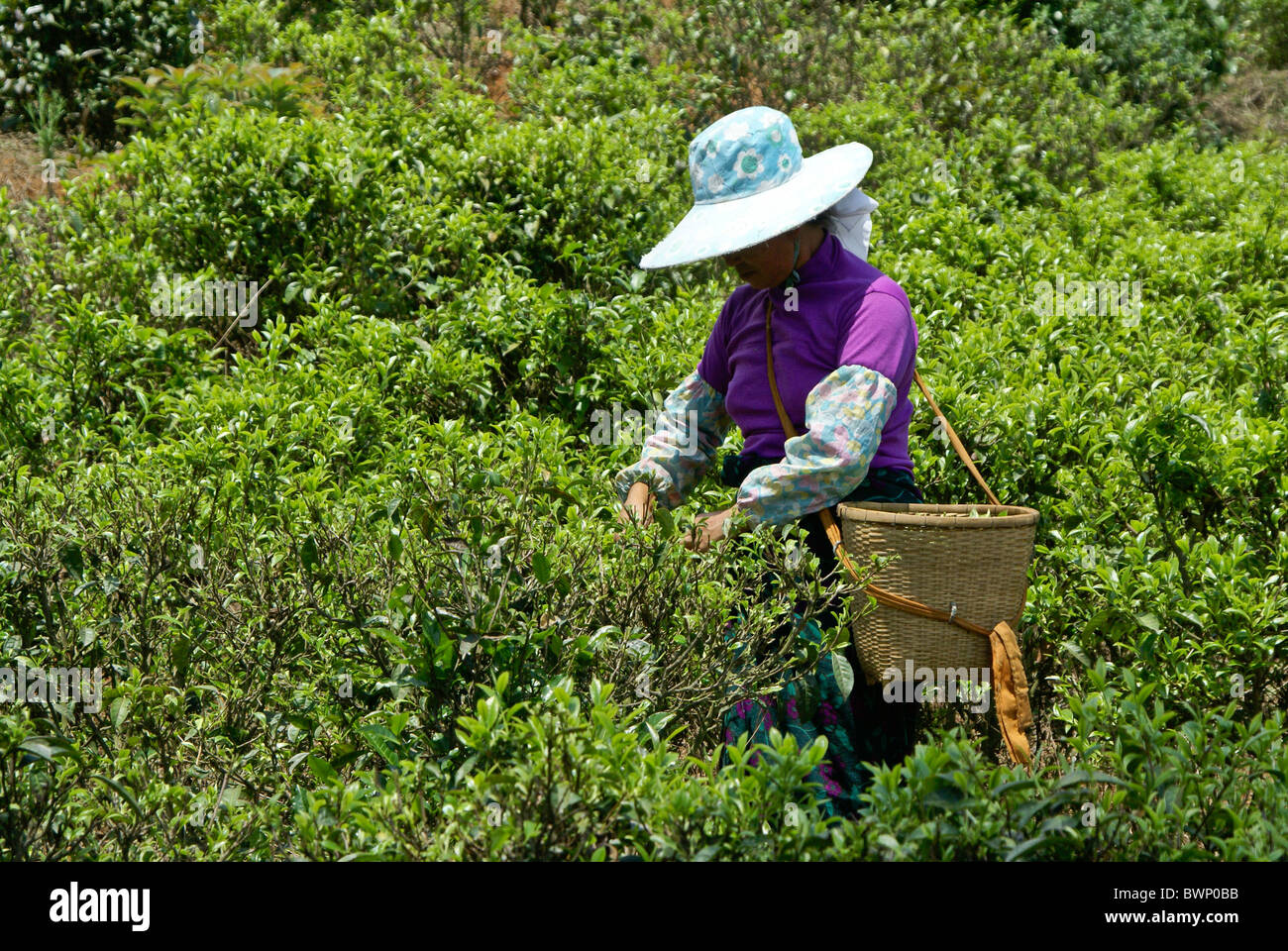 Tea picking china hi-res stock photography and images - Alamy