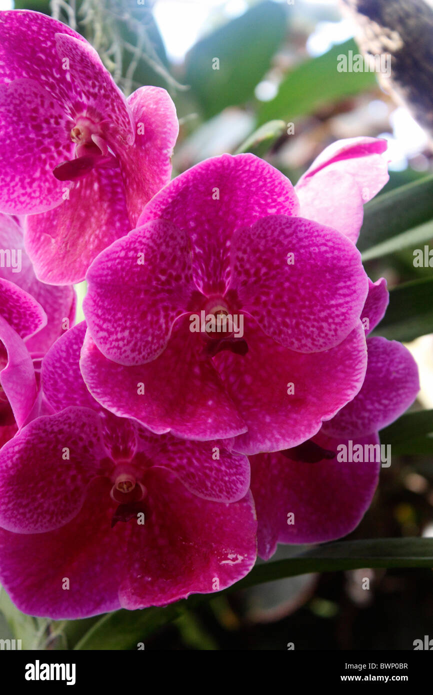 PHALAENOPSIS. MOTH ORCHID HYBRID Stock Photo - Alamy