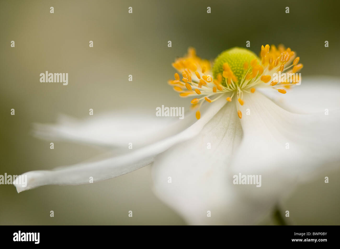 Japanese Anemone white flower - Anemone 'Honorine Jobert' Stock Photo ...