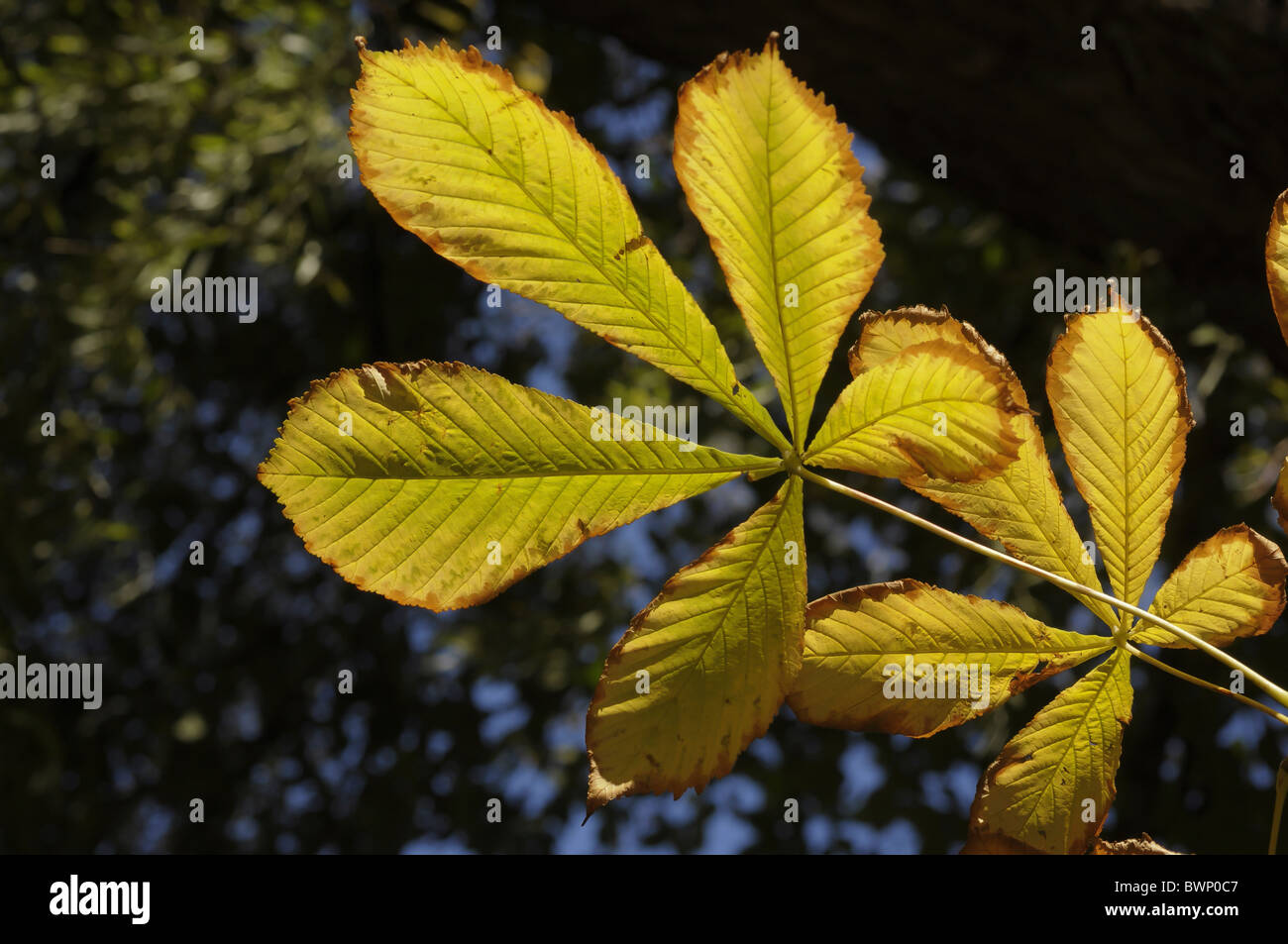 Horse chestnut tree with Autumn leaves Stock Photo - Alamy