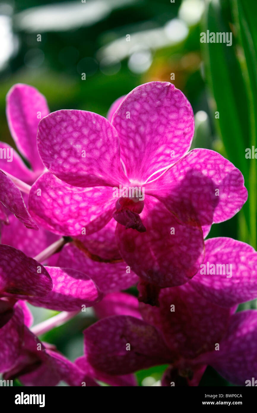PHALAENOPSIS. MOTH ORCHID HYBRID Stock Photo - Alamy