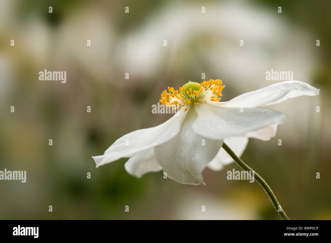 Japanese Anemone white flower - Anemone 'Honorine Jobert' Stock Photo ...