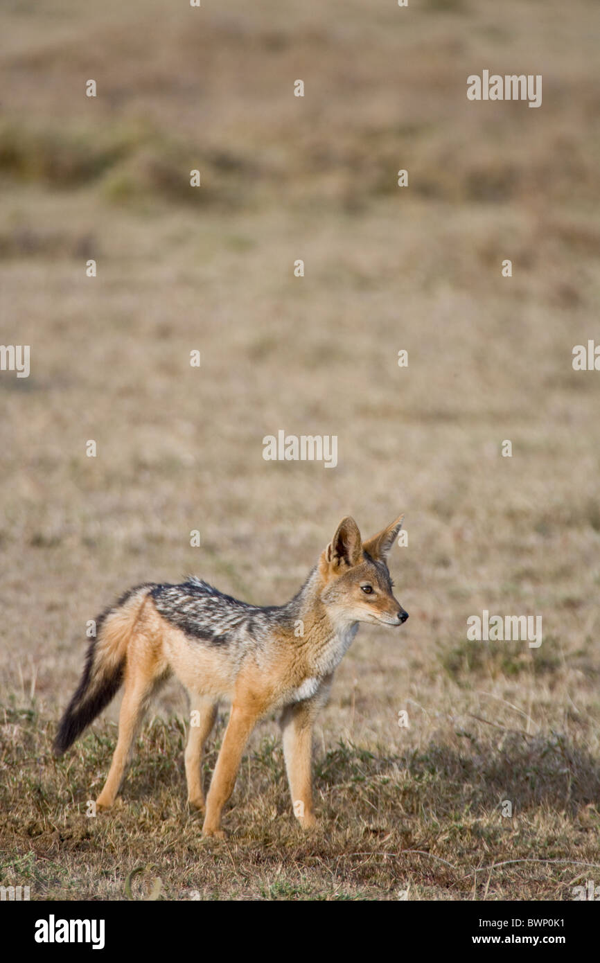 Black backed Jackal (Canis mesomelas) Masai Mara, Kenya Stock Photo - Alamy