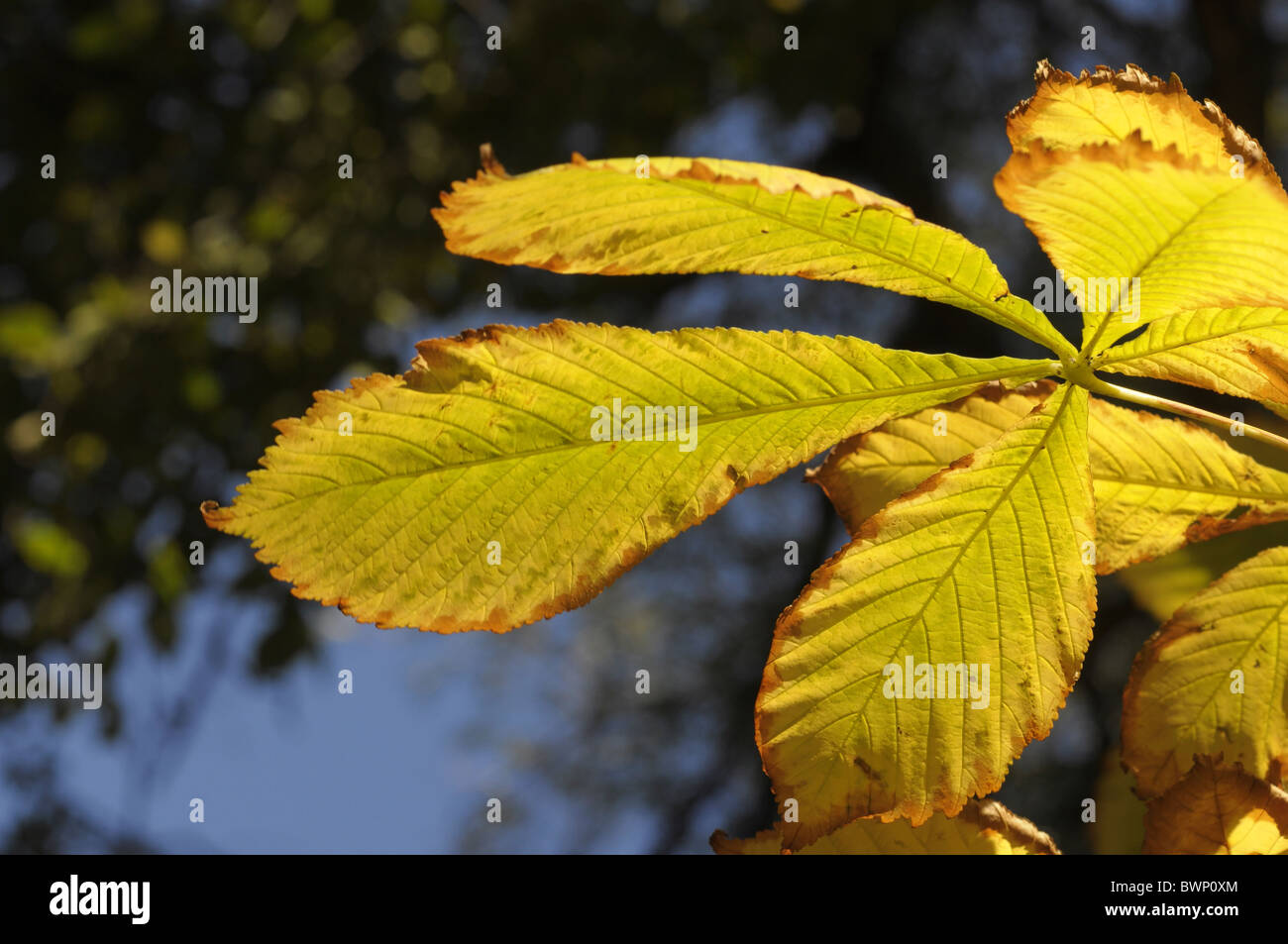 Horse chestnut tree autumn hi-res stock photography and images - Alamy