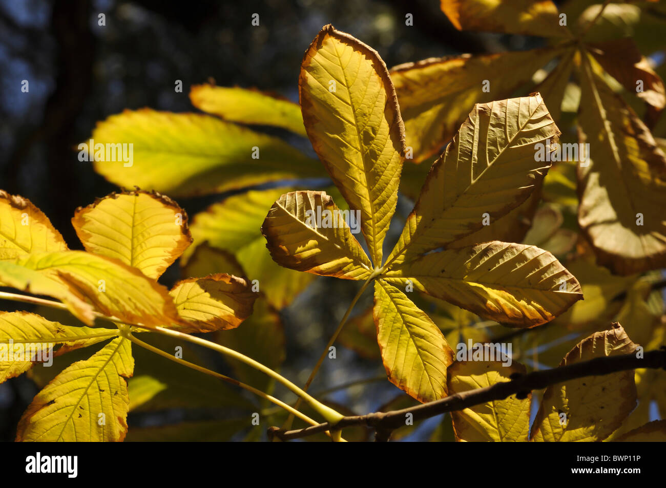 Horse chestnut tree with Autumn leaves Stock Photo - Alamy