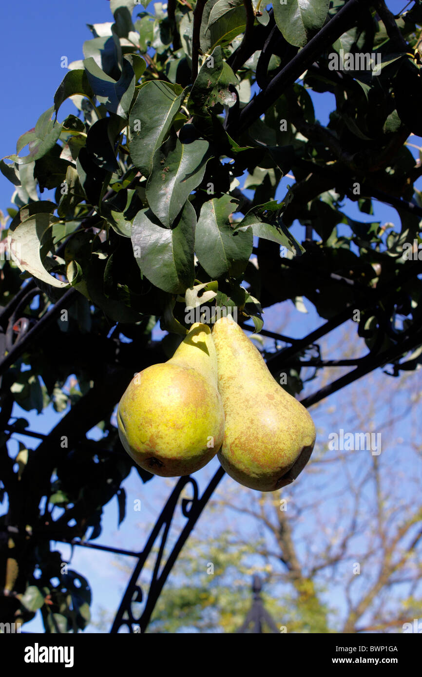 Pear concorde hi-res stock photography and images - Alamy