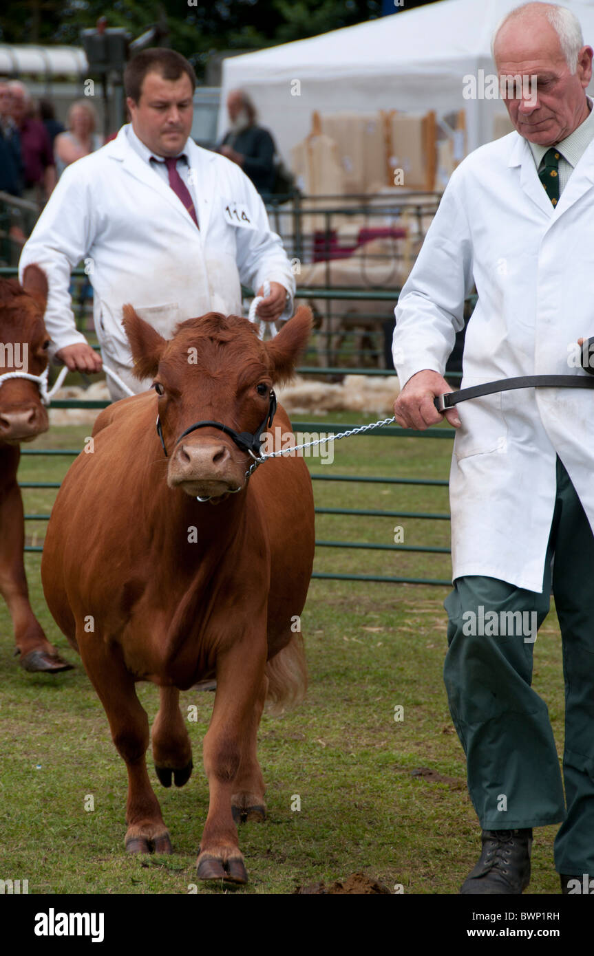 Country show cow hi-res stock photography and images - Alamy
