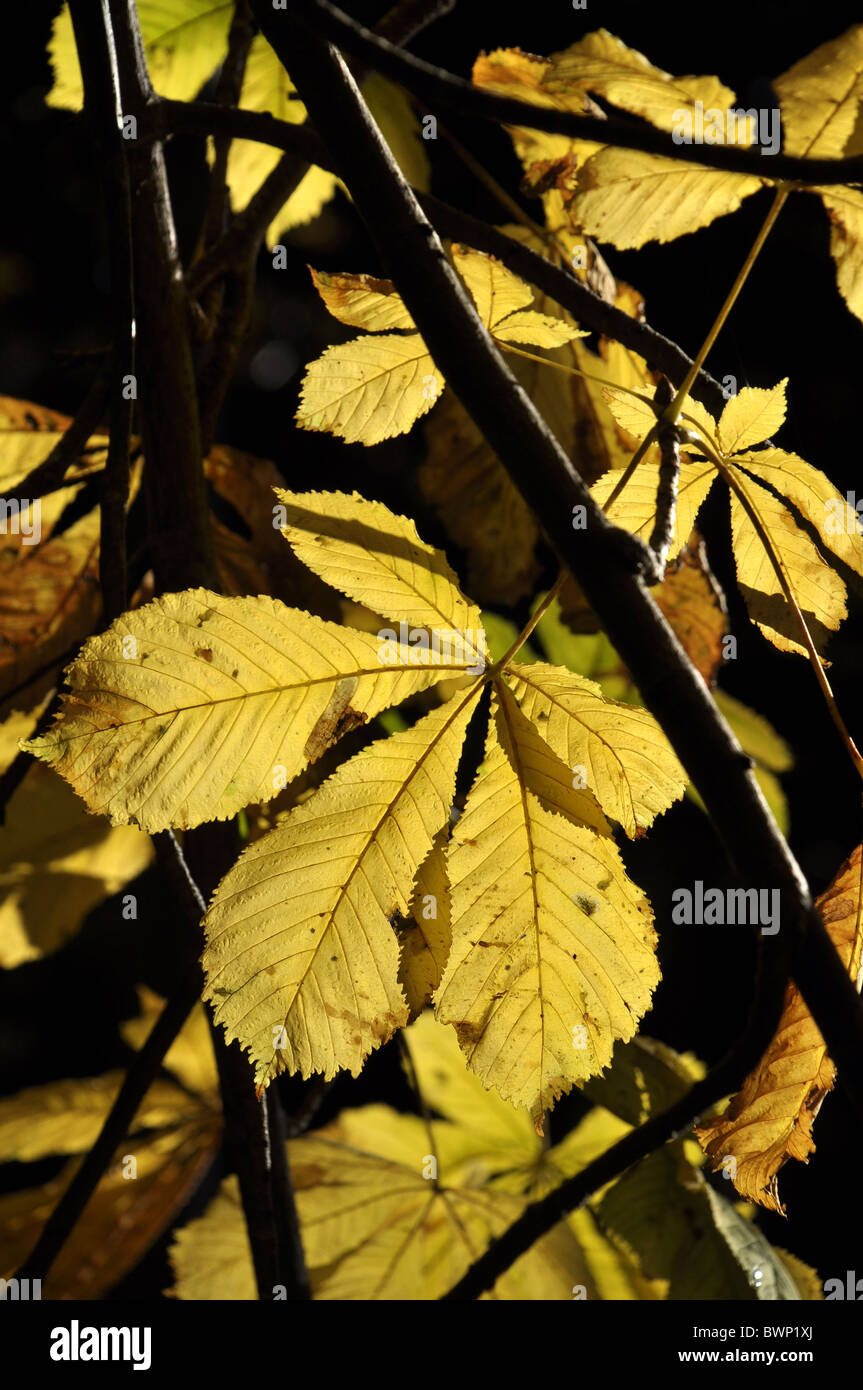 Horse chestnut tree with Autumn leaves Stock Photo - Alamy