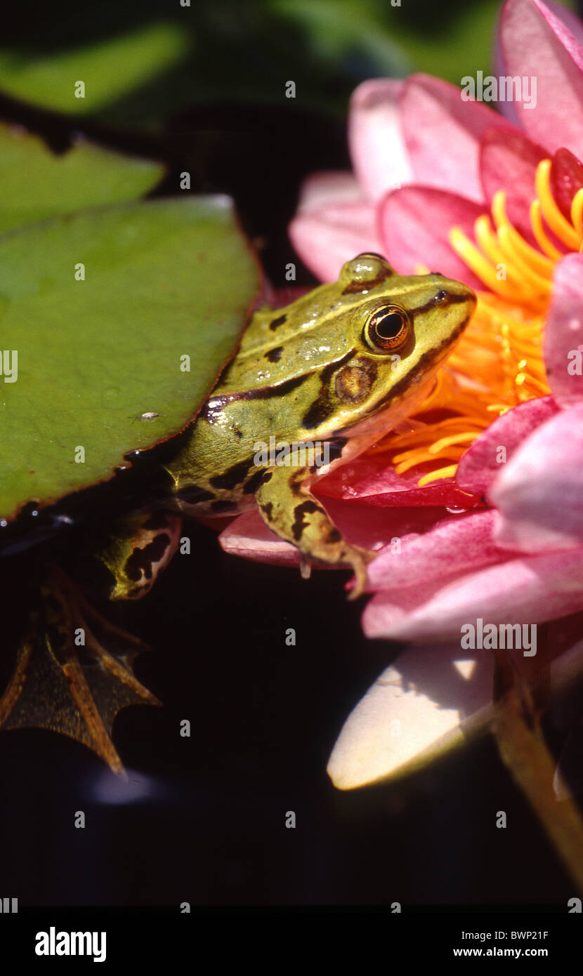 Water frog edible frog animal Amphibians Pond Water lily Stock Photo ...