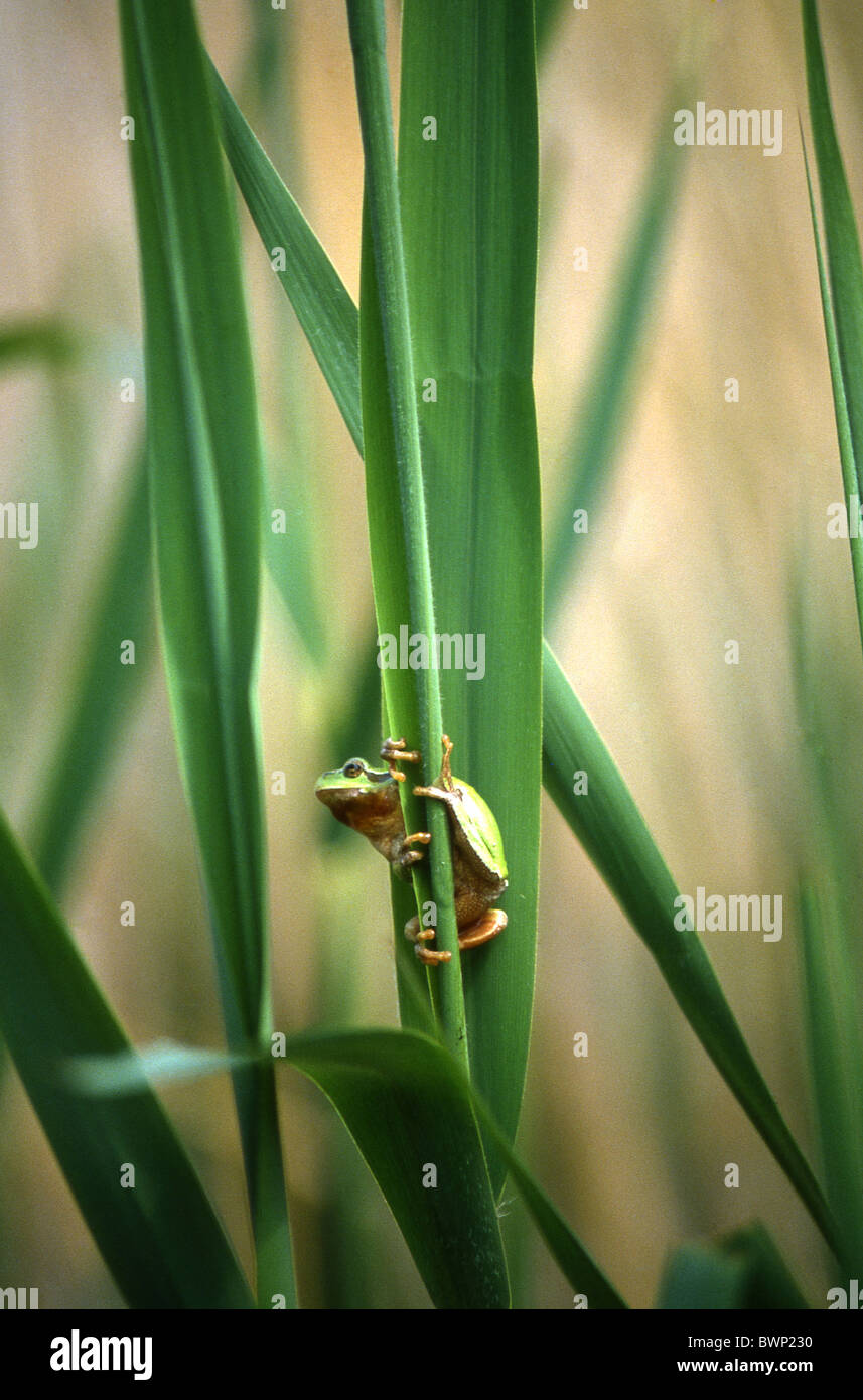 tree frogm frog Amphibians reed Plants climbing Stock Photo - Alamy