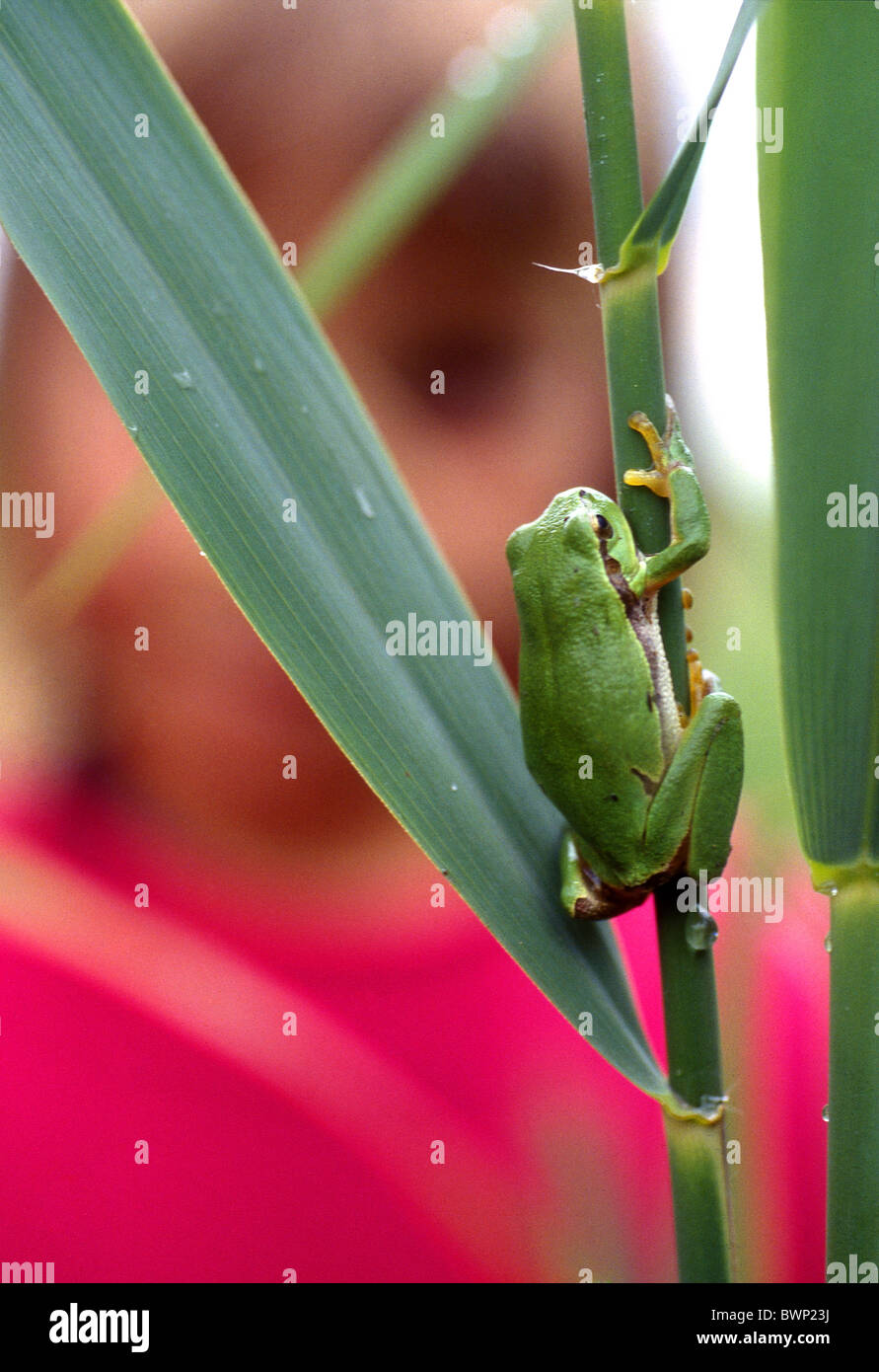 Tree frog Amphibians Plants Reed Climbing Child Children Animals ...
