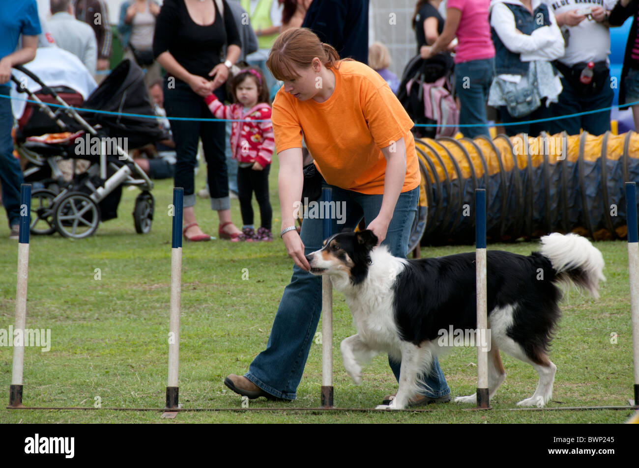 Country show uk dog hi-res stock photography and images - Alamy