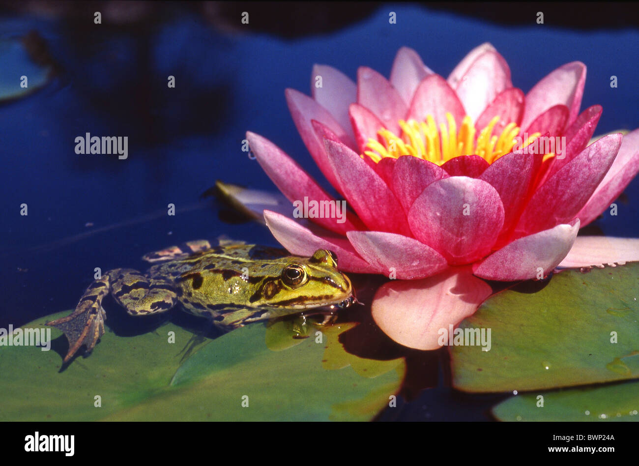 Water frog edible frog animal Amphibians Pond Water lily Stock Photo ...