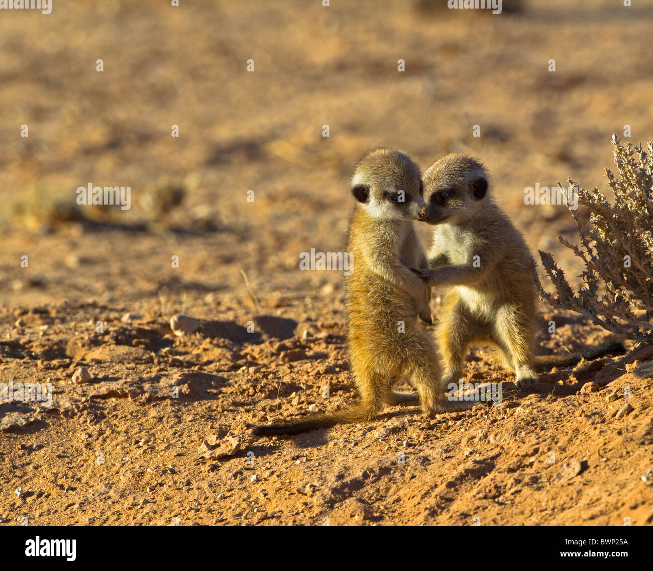 Suricates kalahari hi-res stock photography and images - Alamy