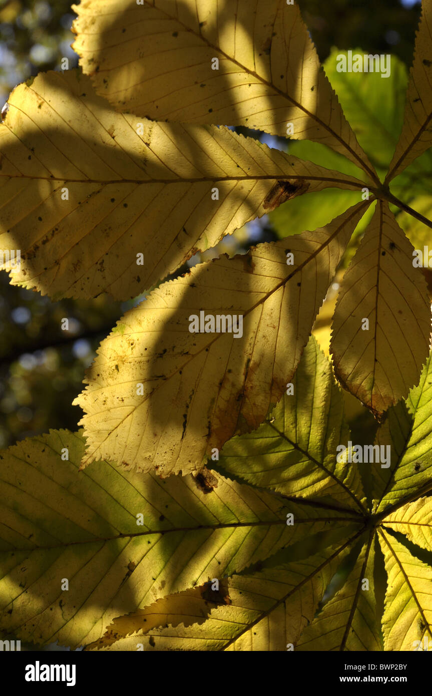 Horse chestnut tree with Autumn leaves Stock Photo - Alamy