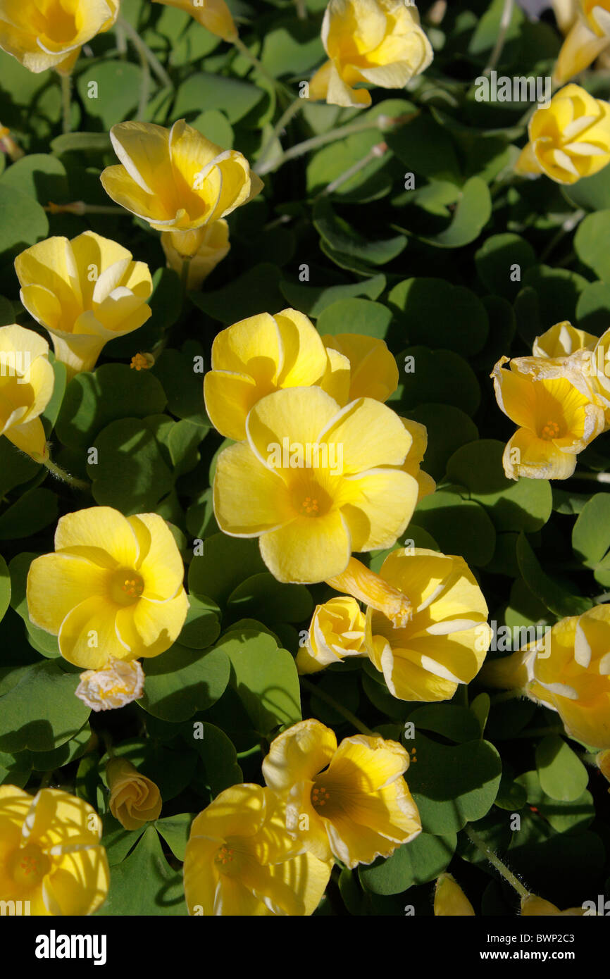 OXALIS LOBATA. SHAMROCK SORREL. ALPINE PLANT Stock Photo - Alamy