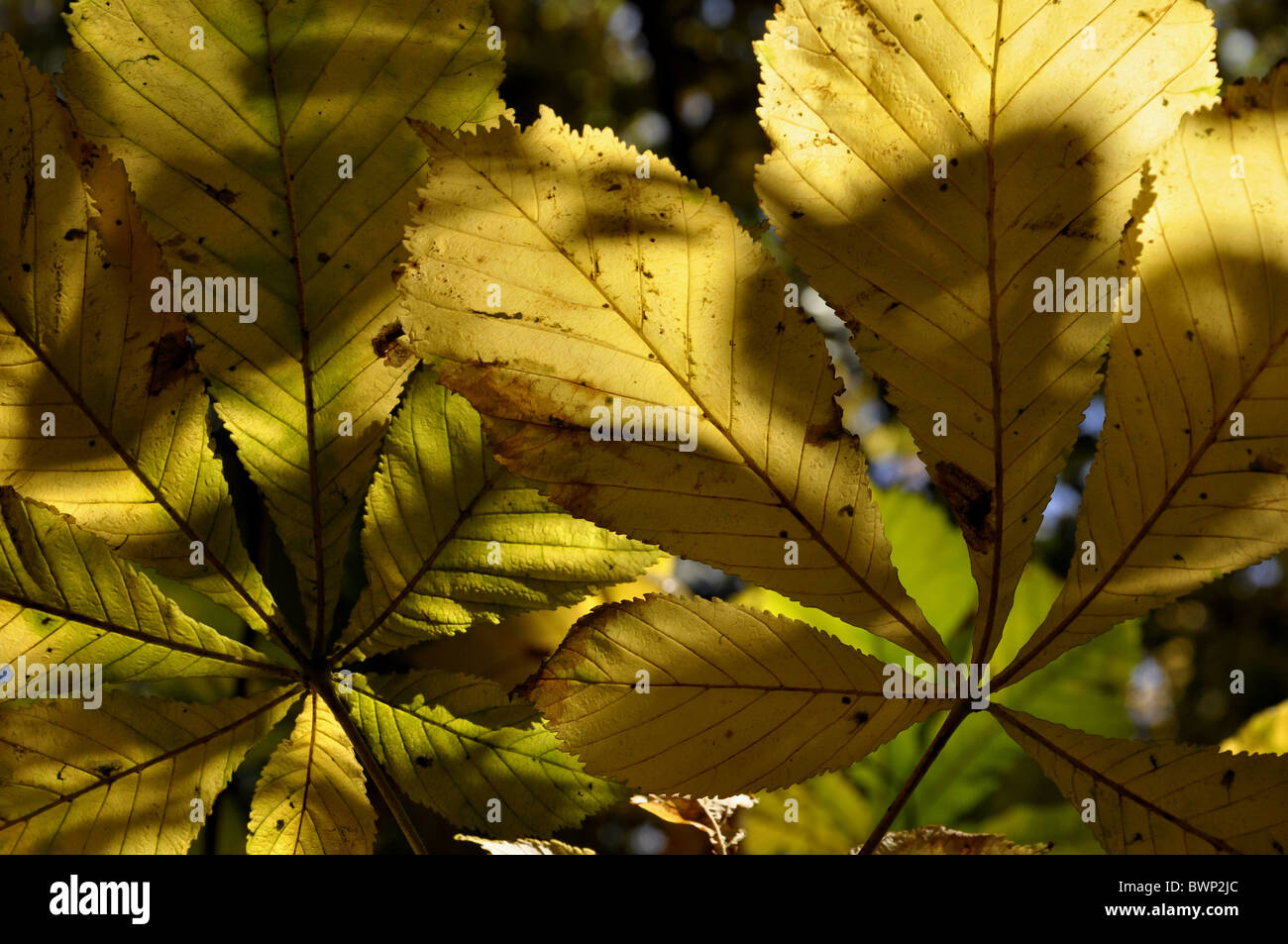 Horse chestnut tree with Autumn leaves Stock Photo - Alamy