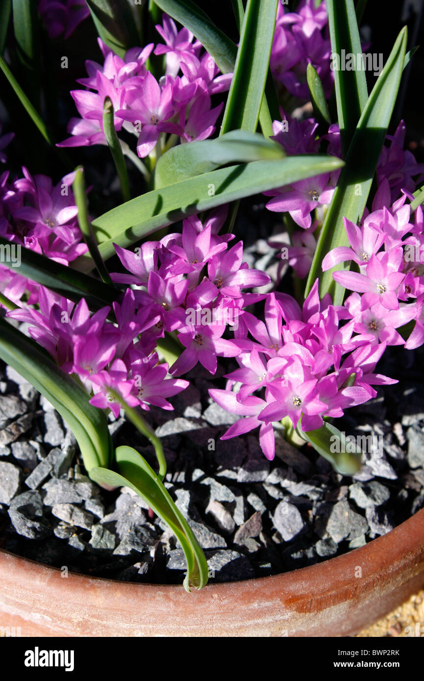 POLYXENA PAUCIFLORA. A DWARF ALPINE PLANT FROM THE HYACINTH FAMILY ...