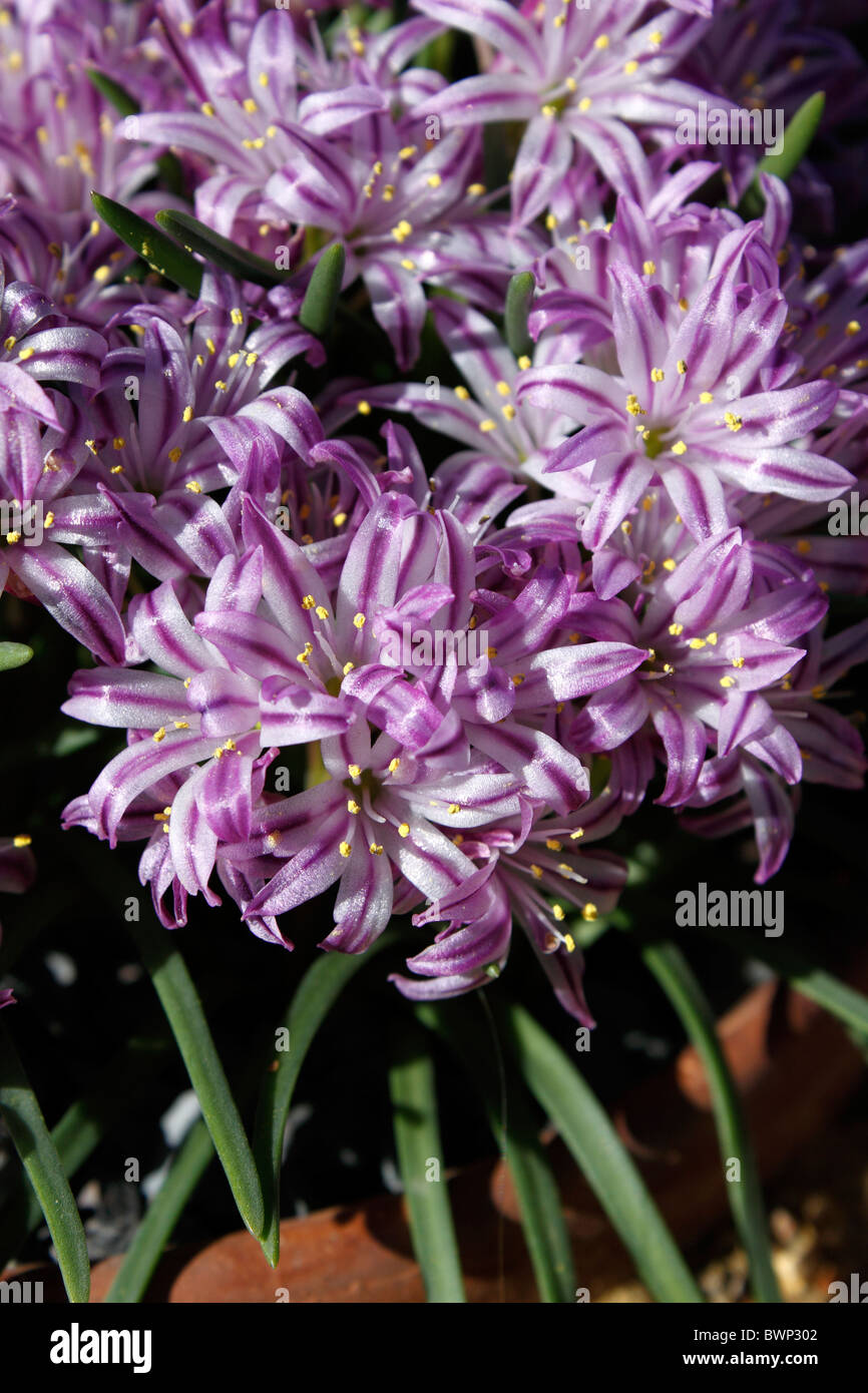 Alpine bulbous plant hi-res stock photography and images - Alamy