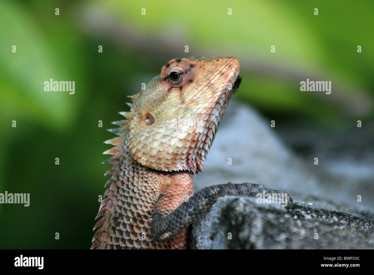 Maldives lizard hi-res stock photography and images - Alamy