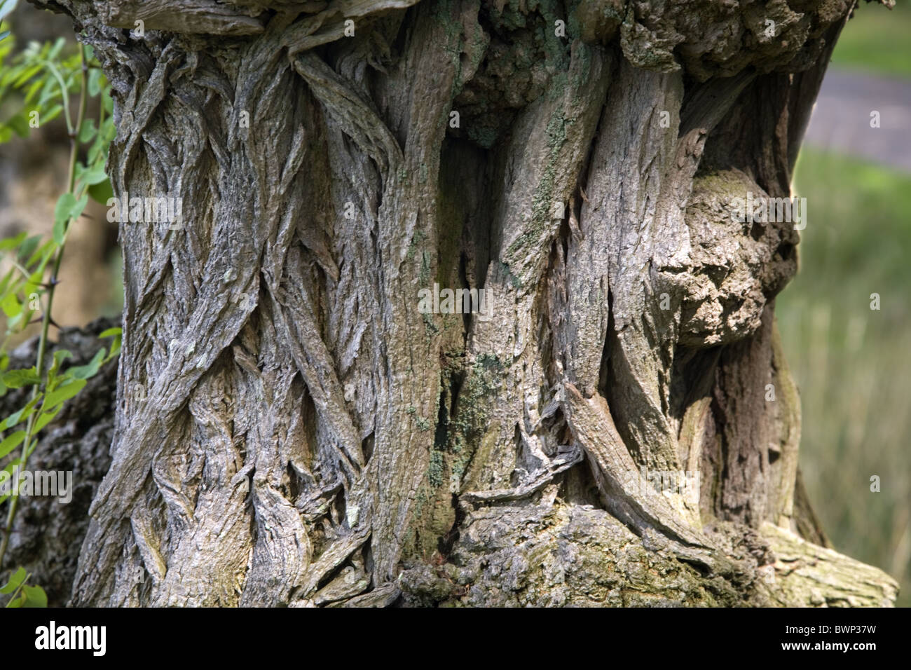 Heavily grooved bark of Robinia (Robinia pseudoacacia), Laren ...