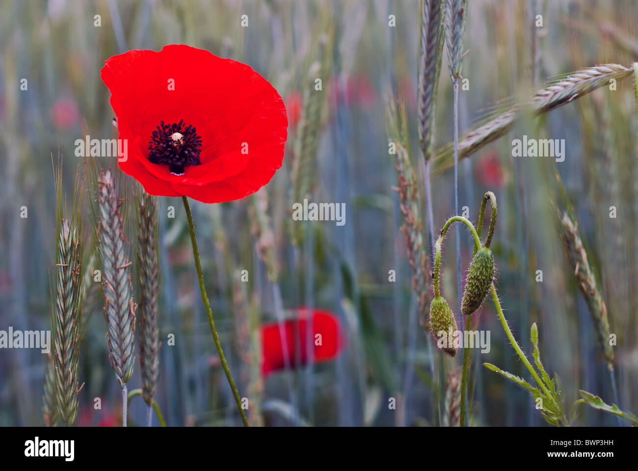 many red poppy plants in the field Stock Photo - Alamy