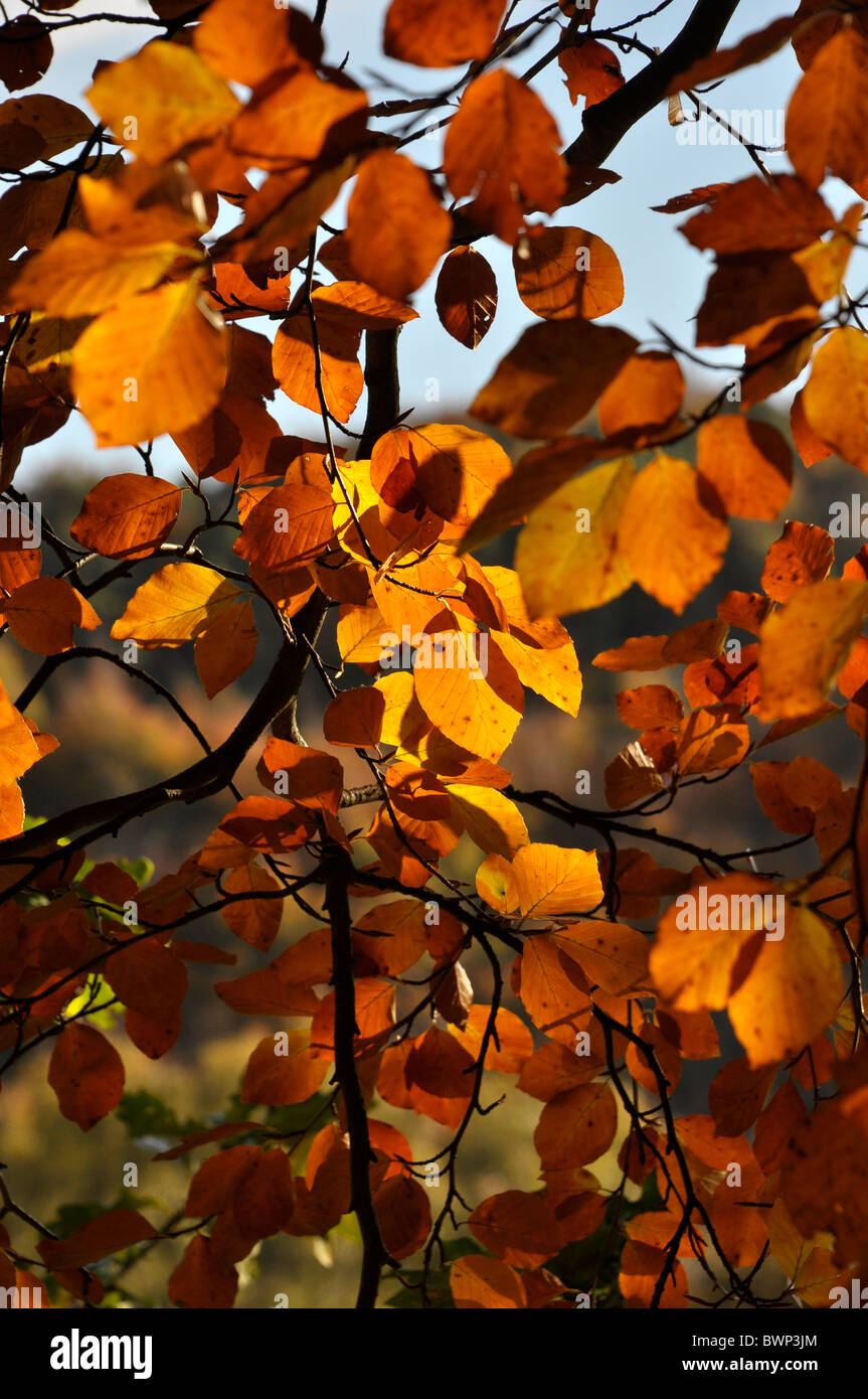 Beech tree Fagus sylvatica in Autumn Stock Photo - Alamy