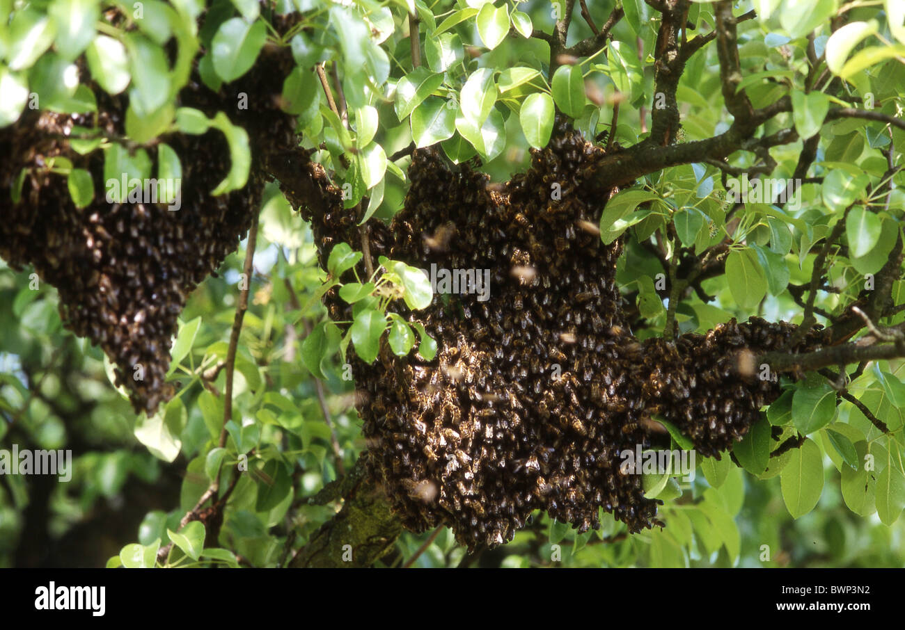 Bees Swarm Fruit tree Insects Branches Stock Photo - Alamy