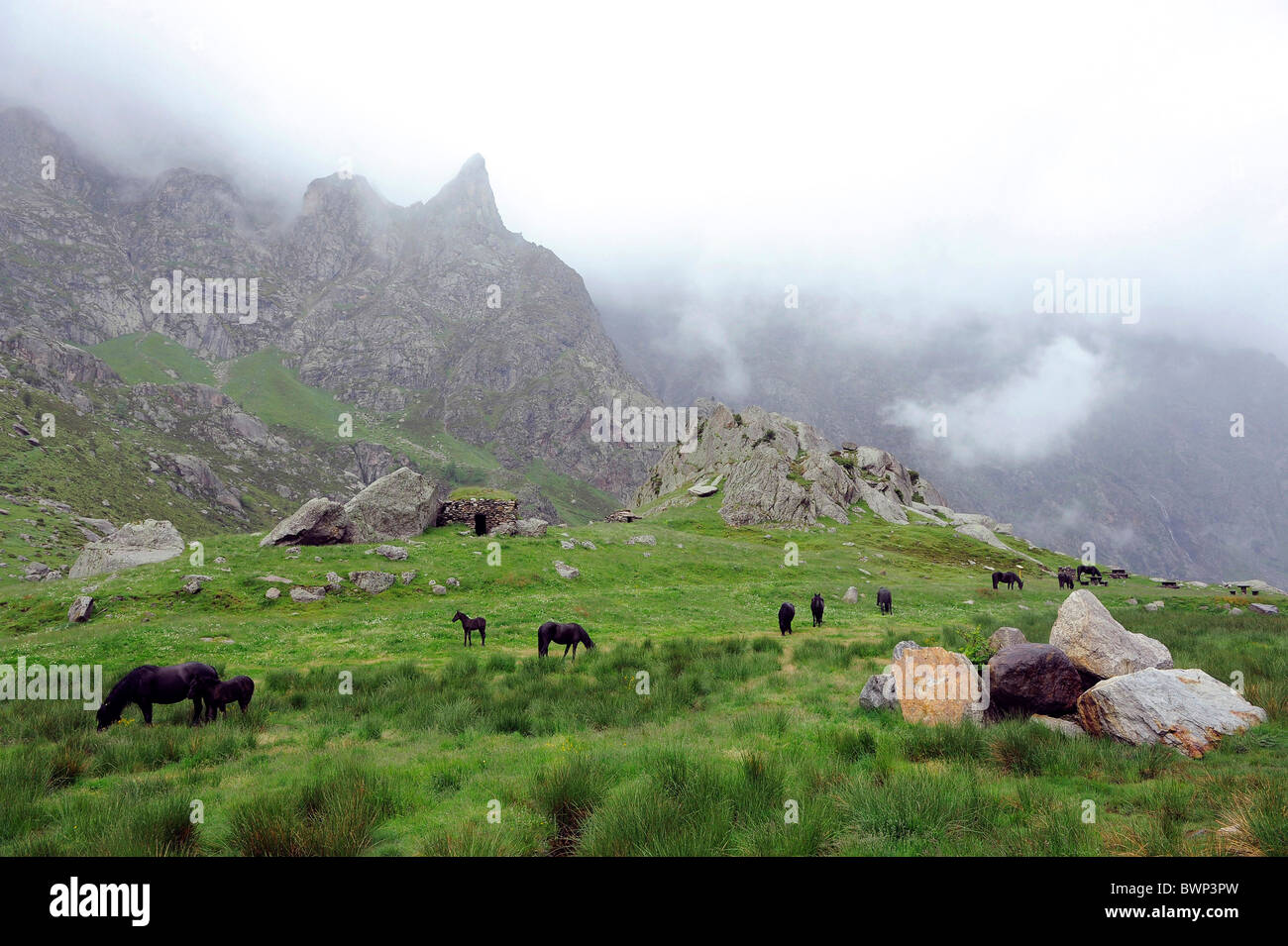 Transhumance in the Pyrenees Stock Photo - Alamy
