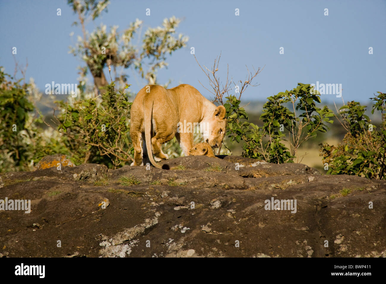 Lions in the Masai Mara, Kenya, East Africa Stock Photo - Alamy