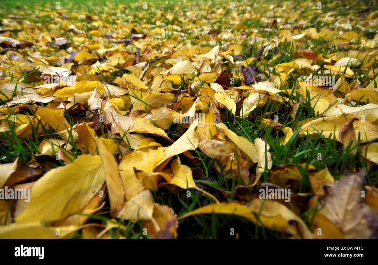 Autumn leaves on garden lawn Stock Photo - Alamy