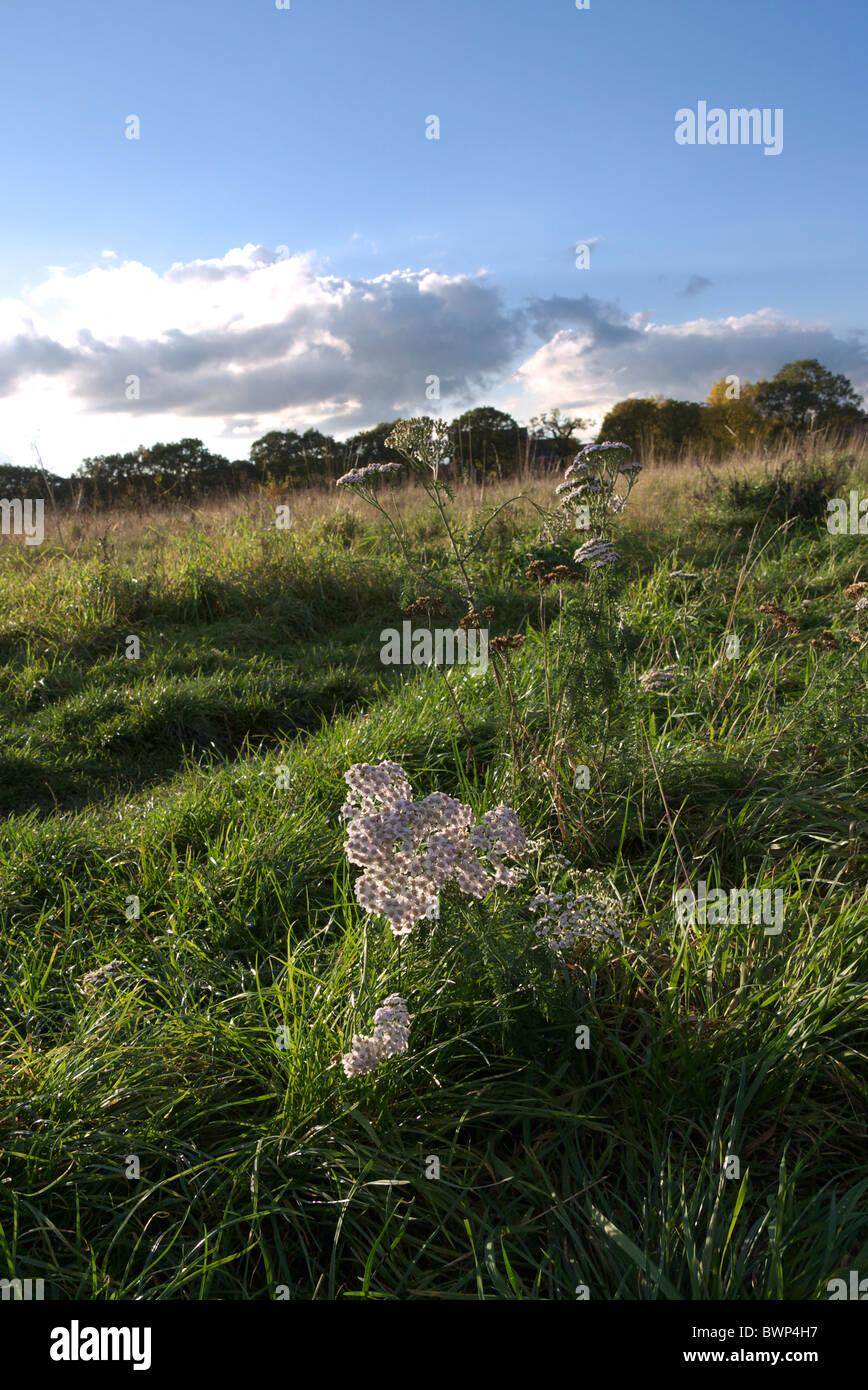 Grass field with a cluster headed flower Stock Photo - Alamy