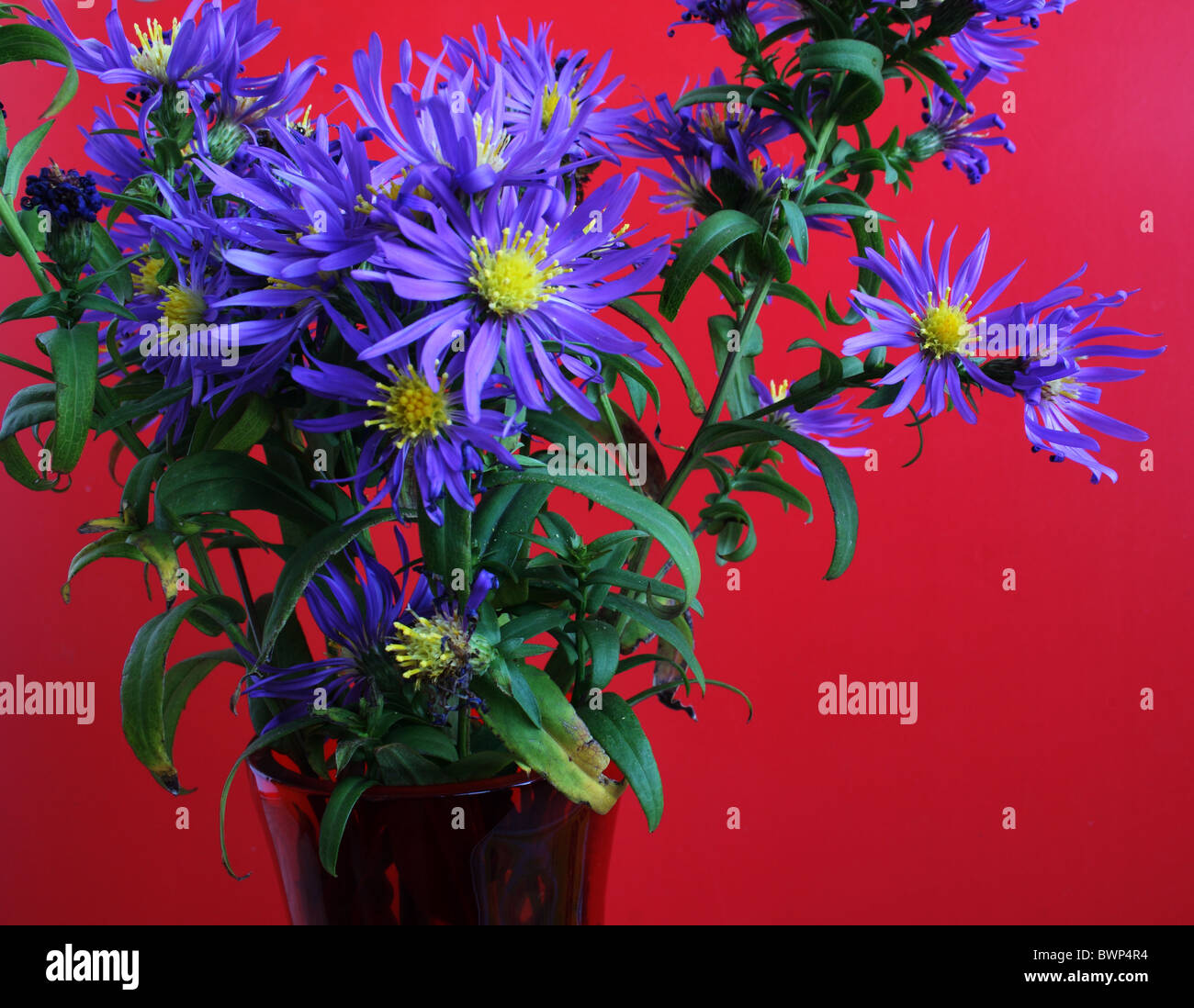 alpine aster (Aster alpinus) on red background Stock Photo - Alamy