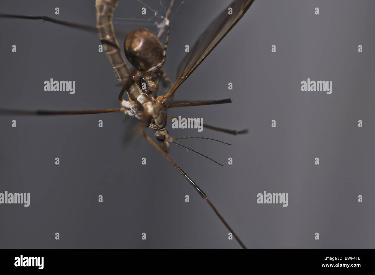 Crane fly caught by an Orb-web spider Stock Photo - Alamy
